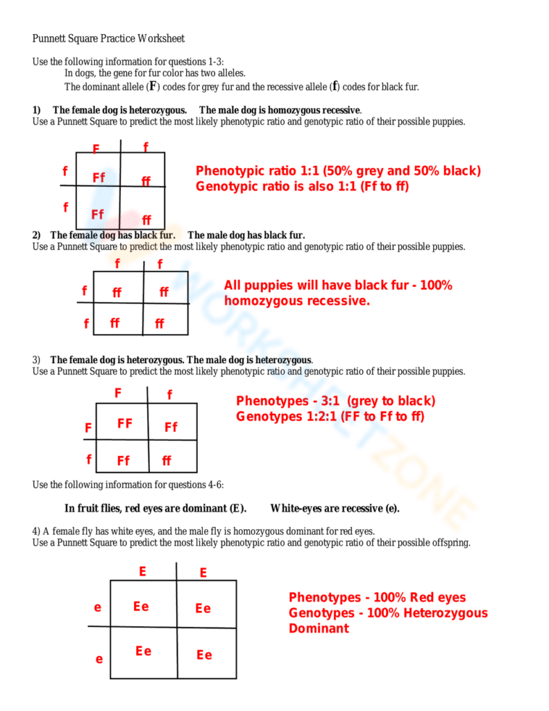 Punnett Square Practice Worksheet - Elmo Coloring Sheets